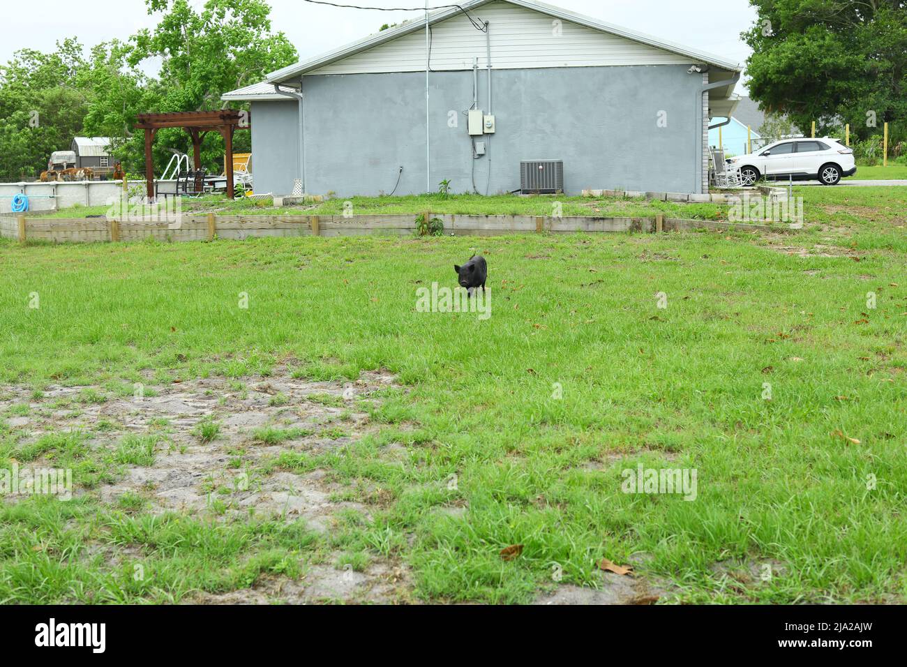 Wild hog in usa hi-res stock photography and images - Alamy