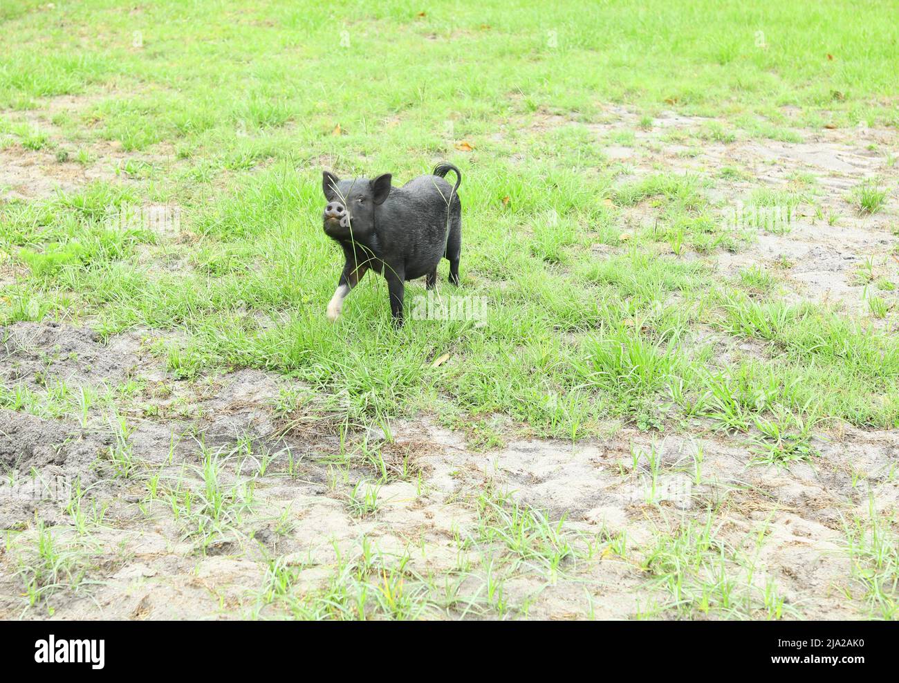 Wild black hog pig in yard in rural town in central Florida in USA ...