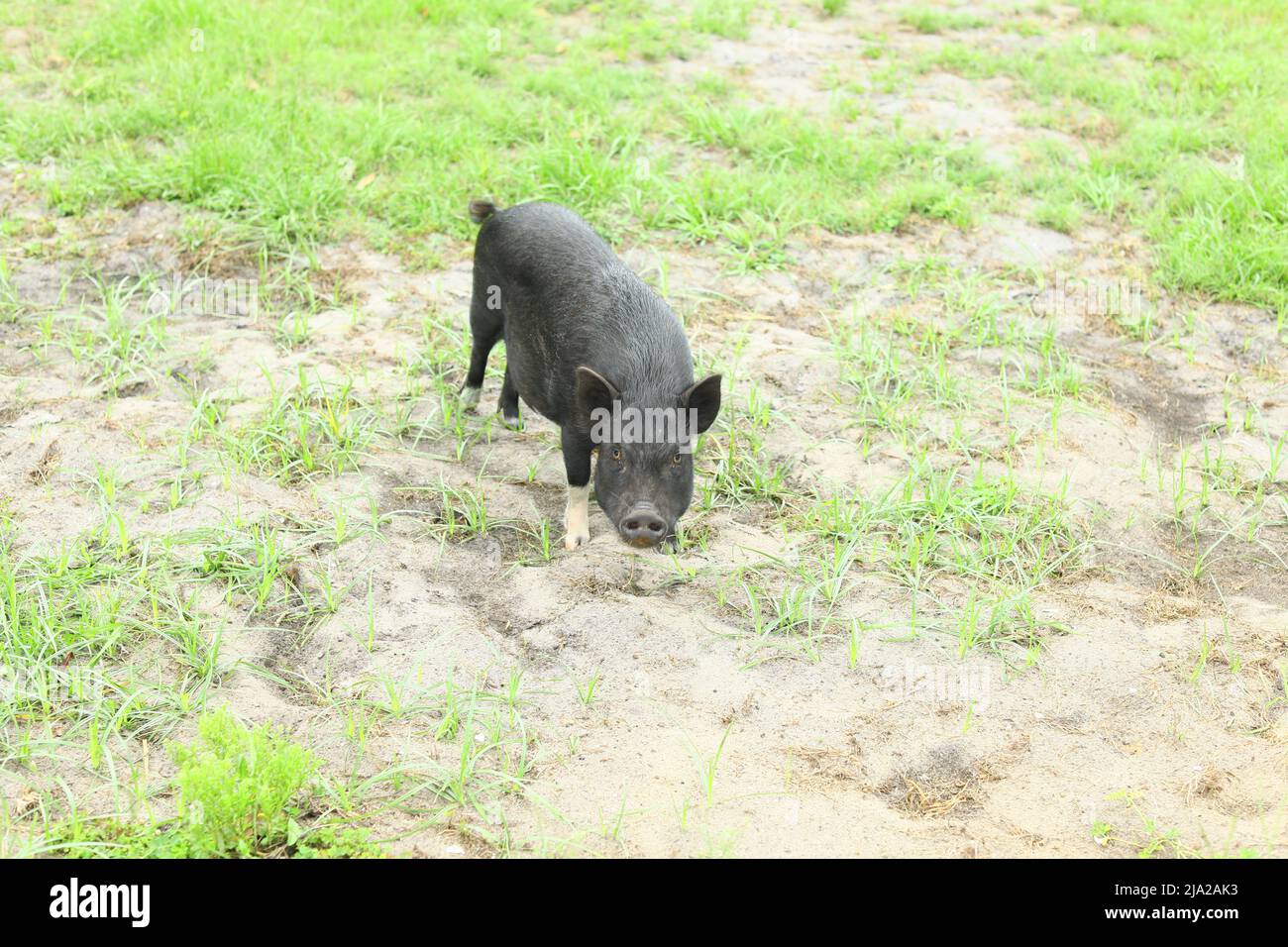 Wild black hog pig in yard in rural town in central Florida in USA ...