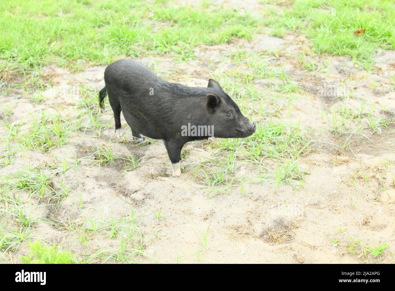 Wild black hog pig in yard in rural town in central Florida in USA ...