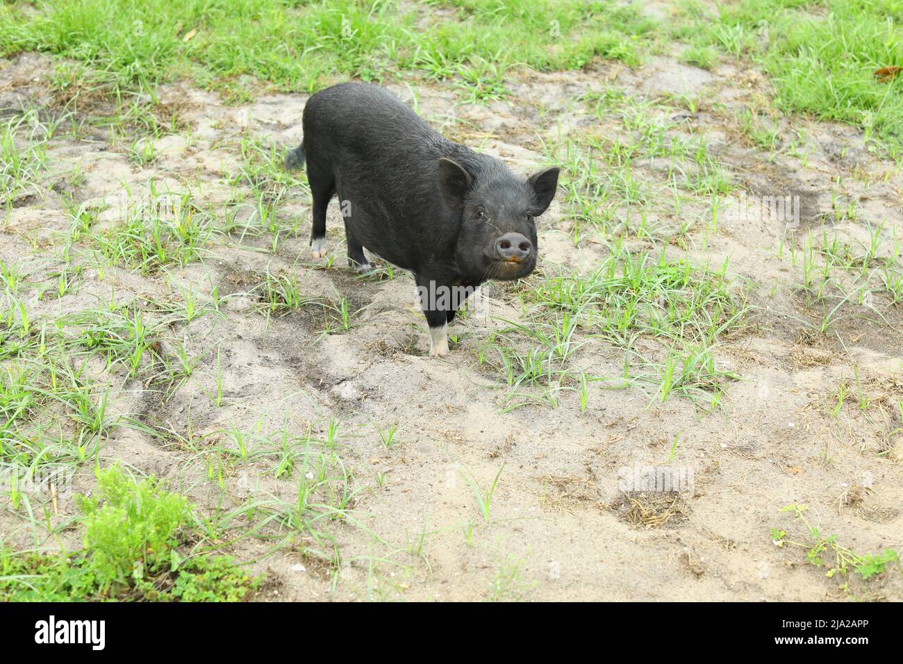 Wild black hog pig in yard in rural town in central Florida in USA ...