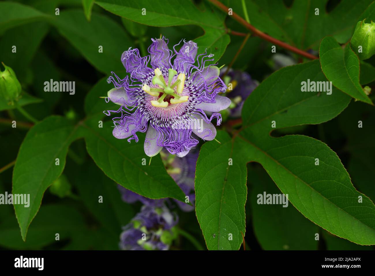 Passion flower (Passiflora incarnata) is a perennial, flowering vine ...