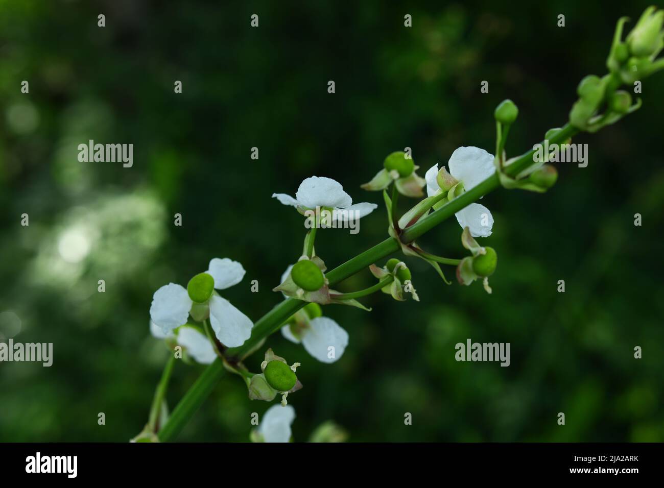 Sagittaria Lancifolia: Duck Potatoes, Wapato native Florida wetlands ...