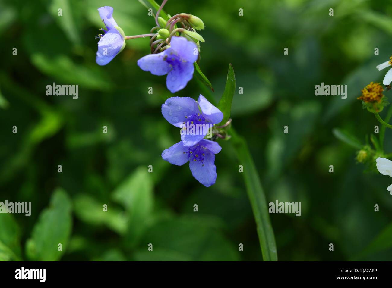 Blue Spiderwort flower wild plant native to Florida USA great for bees ...