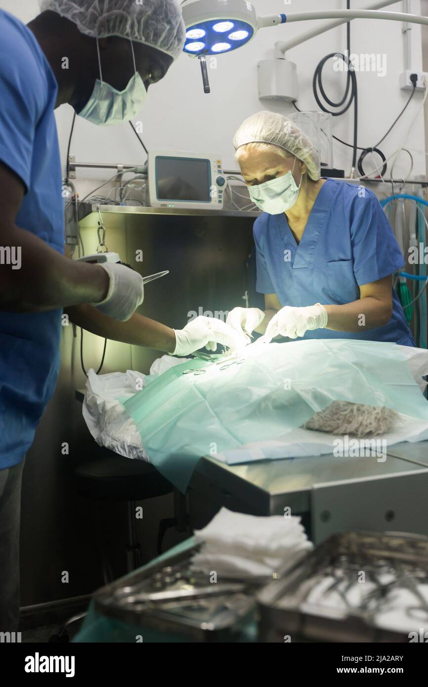 Veterinary activities hi-res stock photography and images - Alamy