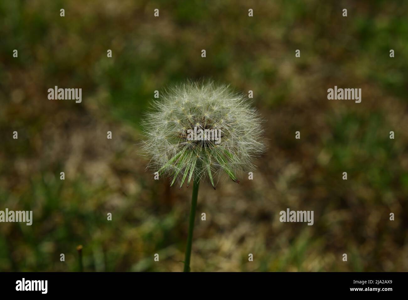 Dandelion weed plant dry flower ready to distribute seeds with blowing ...
