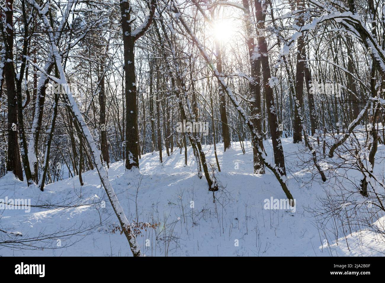 deciduous trees covered with snow in winter, frosty weather with trees ...