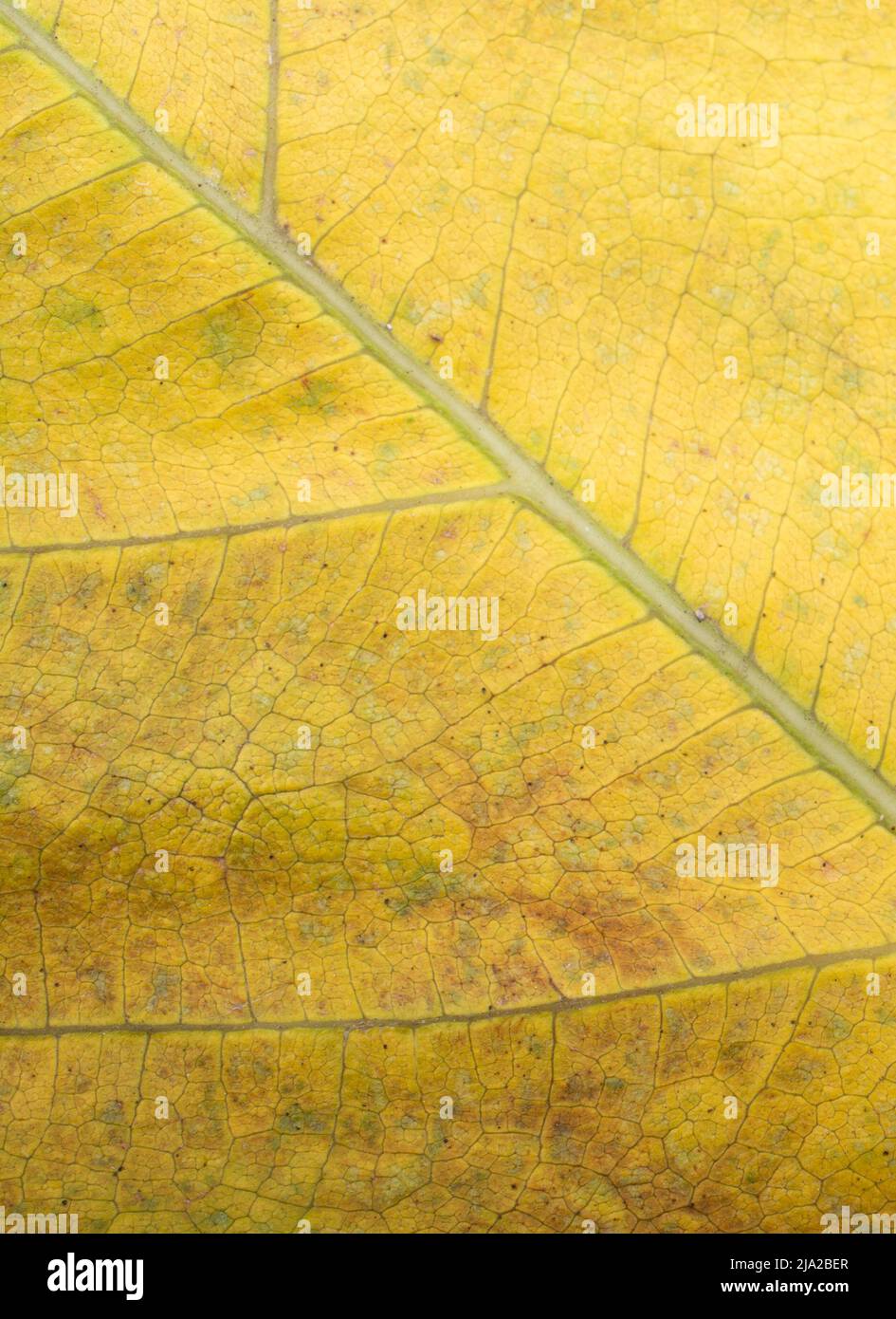 Dry tree leaf as an Autumn background Stock Photo - Alamy