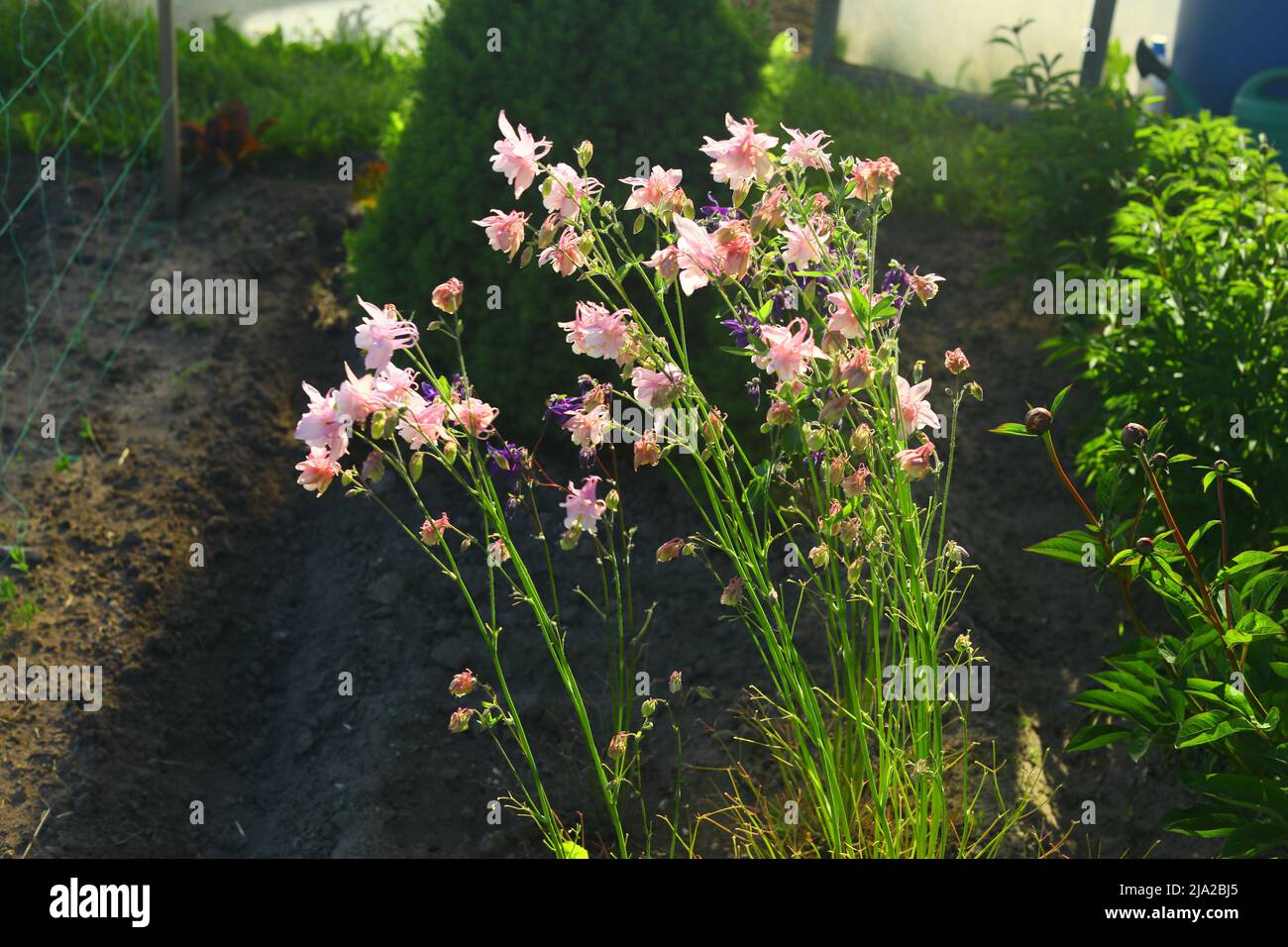 Pink tender wildflowers flowering at the edge of vegetable garden in ...