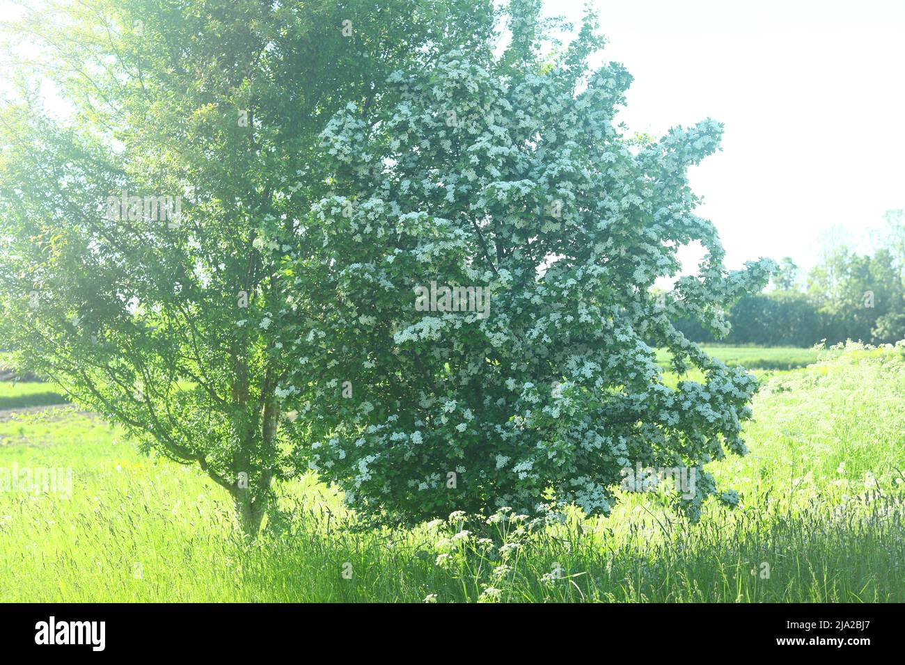 White flowering tree in spring growing in wild in Latvia countryside ...