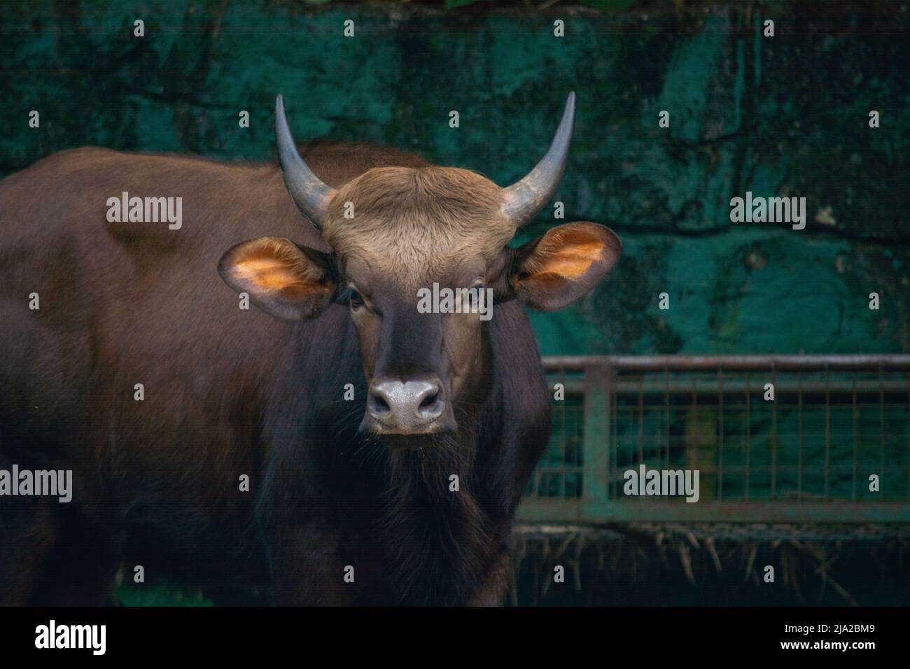 Indian gaur hi-res stock photography and images - Alamy