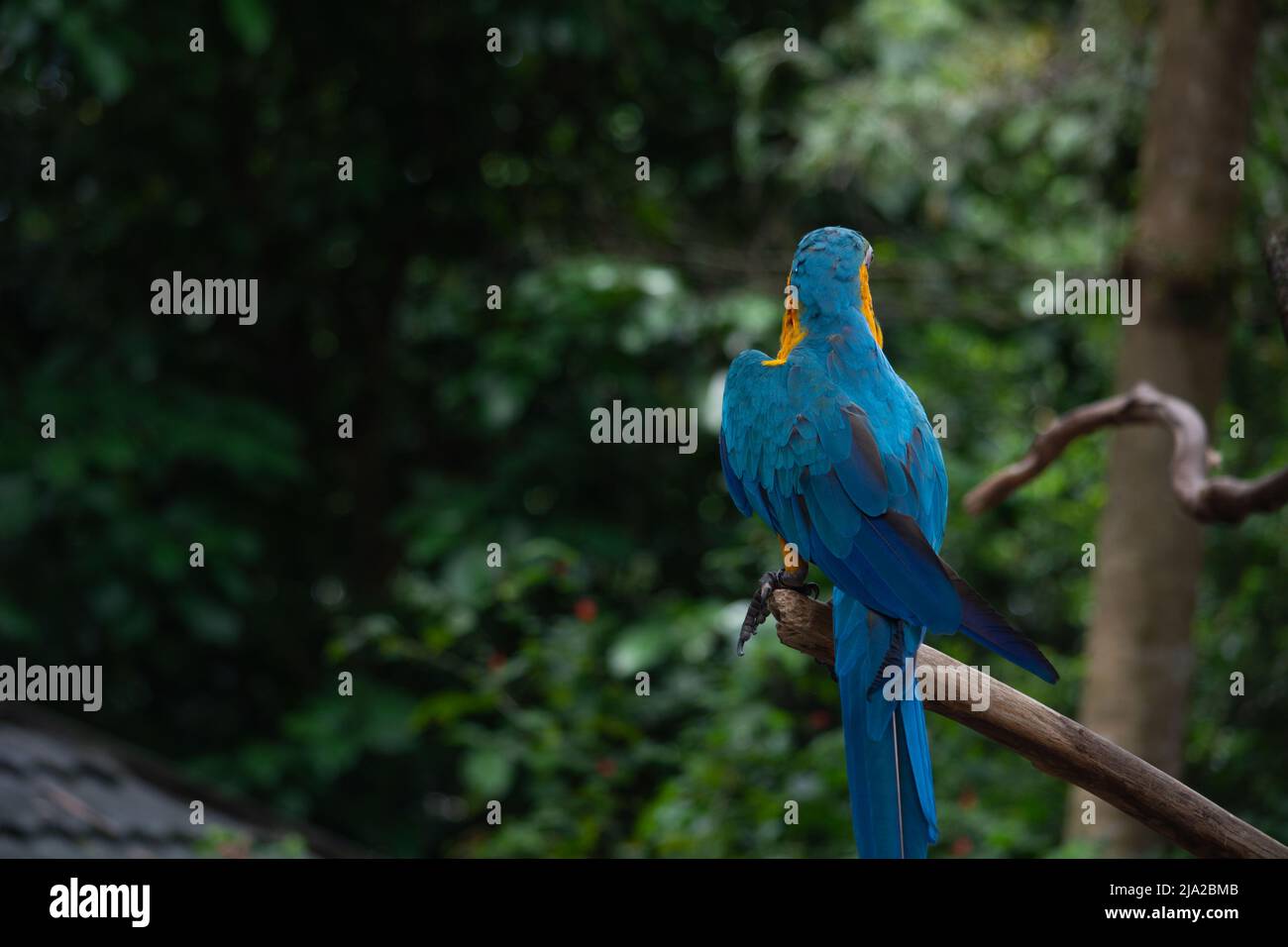Blue parrot hi-res stock photography and images - Alamy