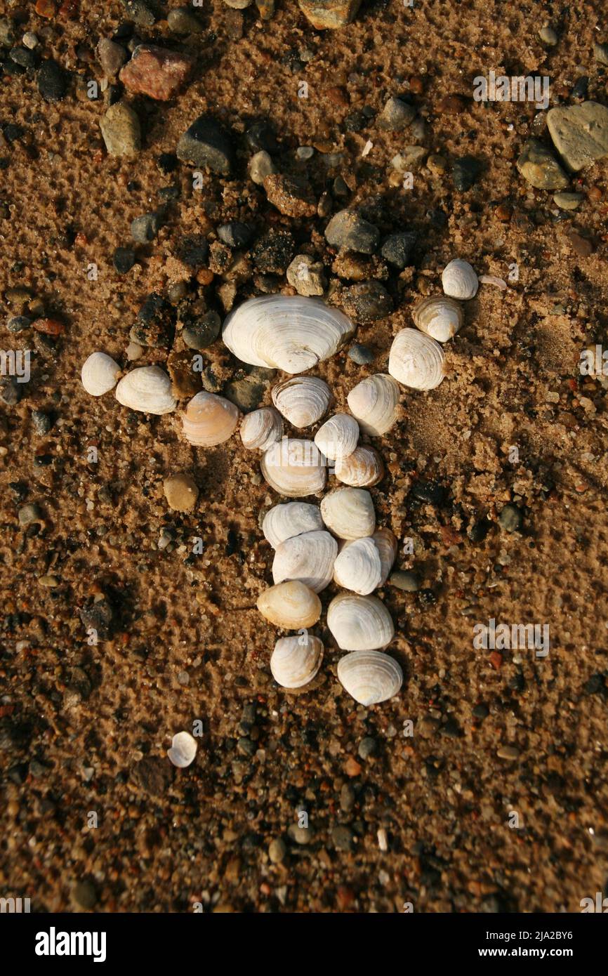Shell beach sand sculpture hi-res stock photography and images - Alamy