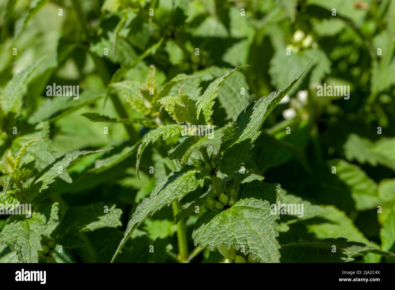 green nettle plants in the summer season, burning wild nettle green in ...