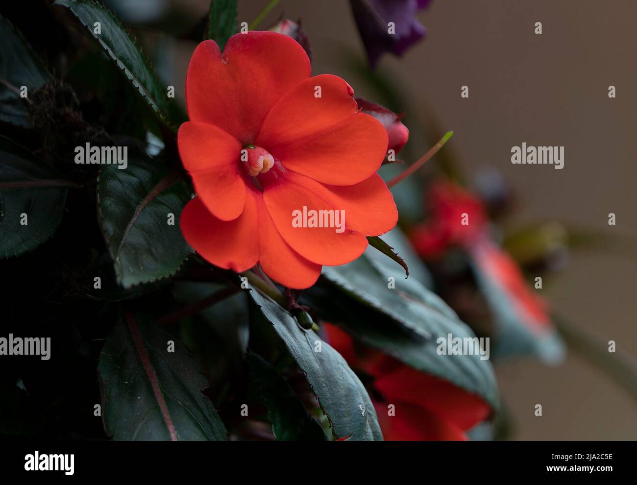 Garden flower pot hi-res stock photography and images - Alamy
