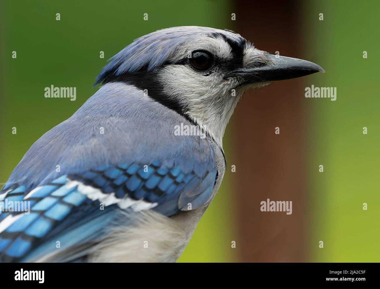 Bluejay head hi-res stock photography and images - Alamy