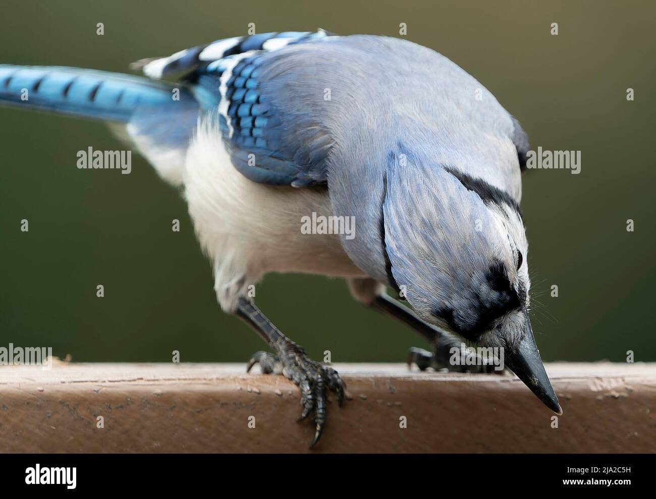 Bluejay head hi-res stock photography and images - Alamy