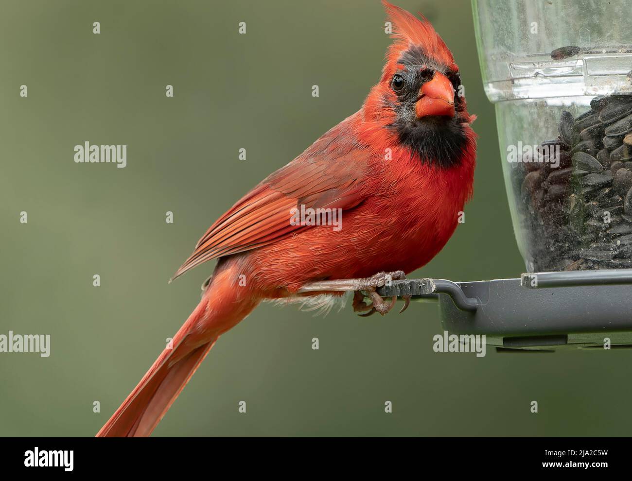 Molting Northern Cardinal on the bird feeder Stock Photo - Alamy