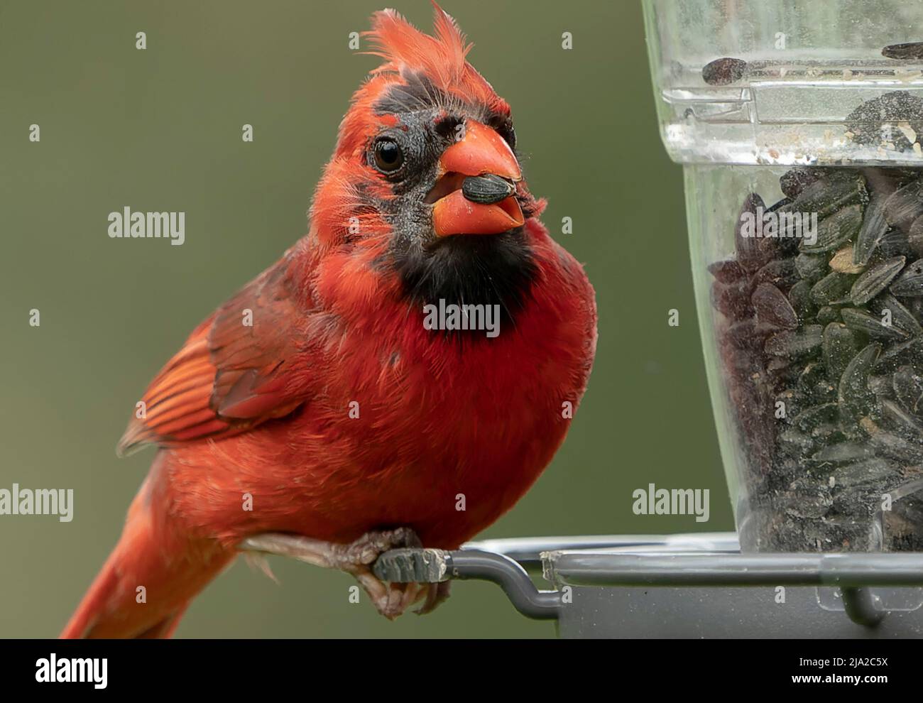 Molting northern cardinal hi-res stock photography and images - Alamy