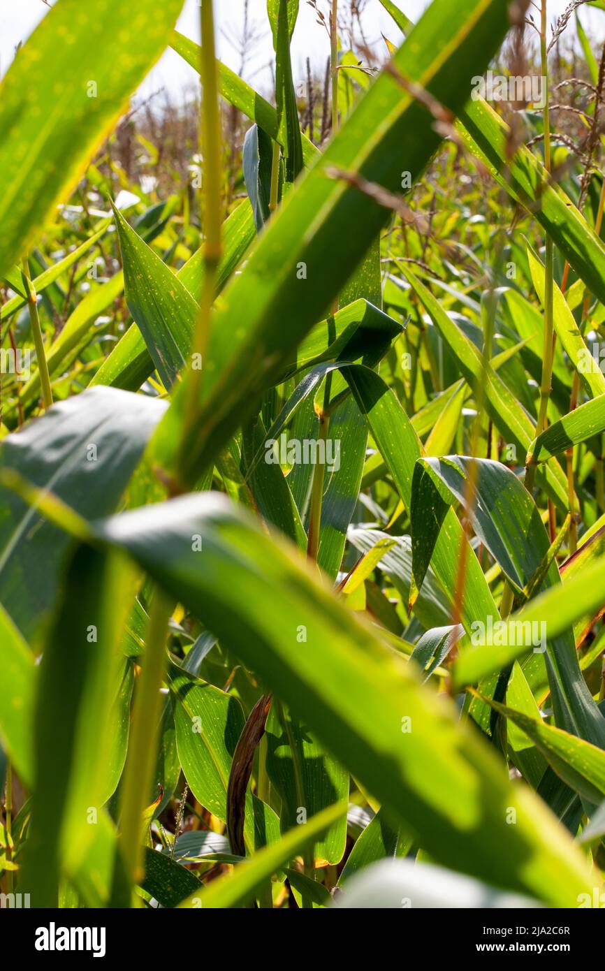 agriculture the field where corn is grown to produce corn grains, the ...