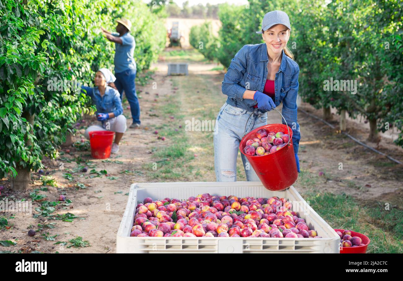 African plum tree hi-res stock photography and images - Alamy