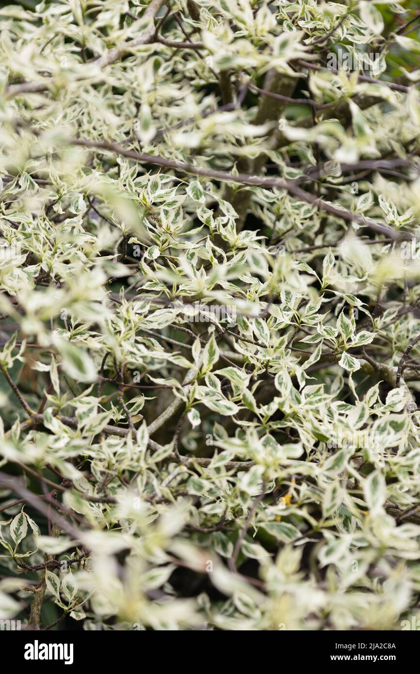 Cornus alternifolia argentea hi-res stock photography and images - Alamy