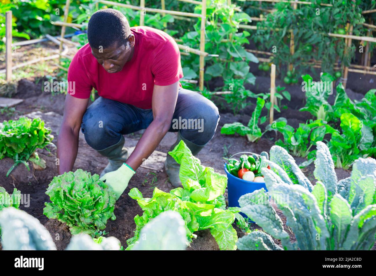 Afro male gardener working in vegetable garden Stock Photo - Alamy
