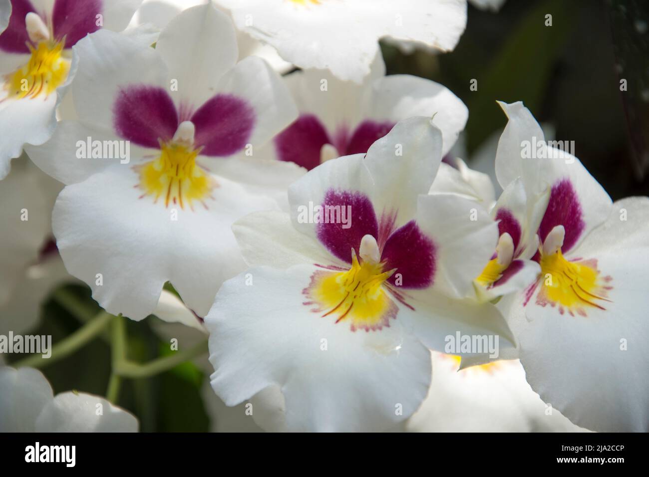 Scenic of beautiful orchids from National Orchid Garden in Singapore ...