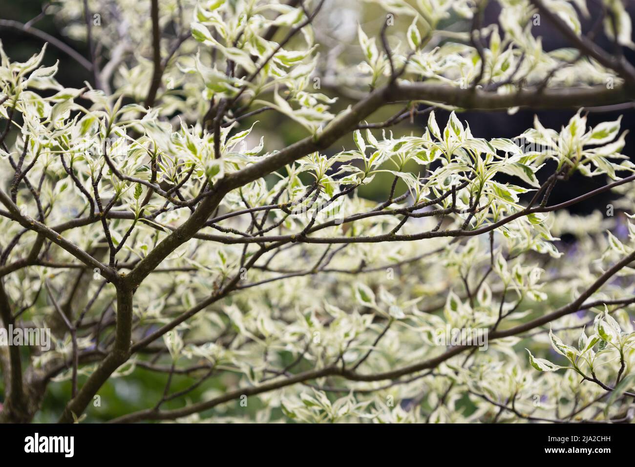 Cornus alternifolia argentea hi-res stock photography and images - Alamy