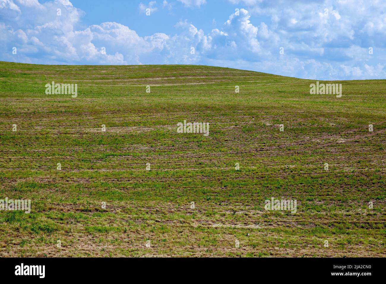 agricultural field with grass and other plants, summer season with ...