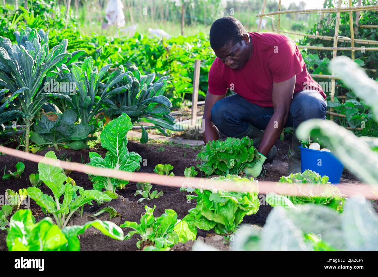 African cabbages hi-res stock photography and images - Alamy
