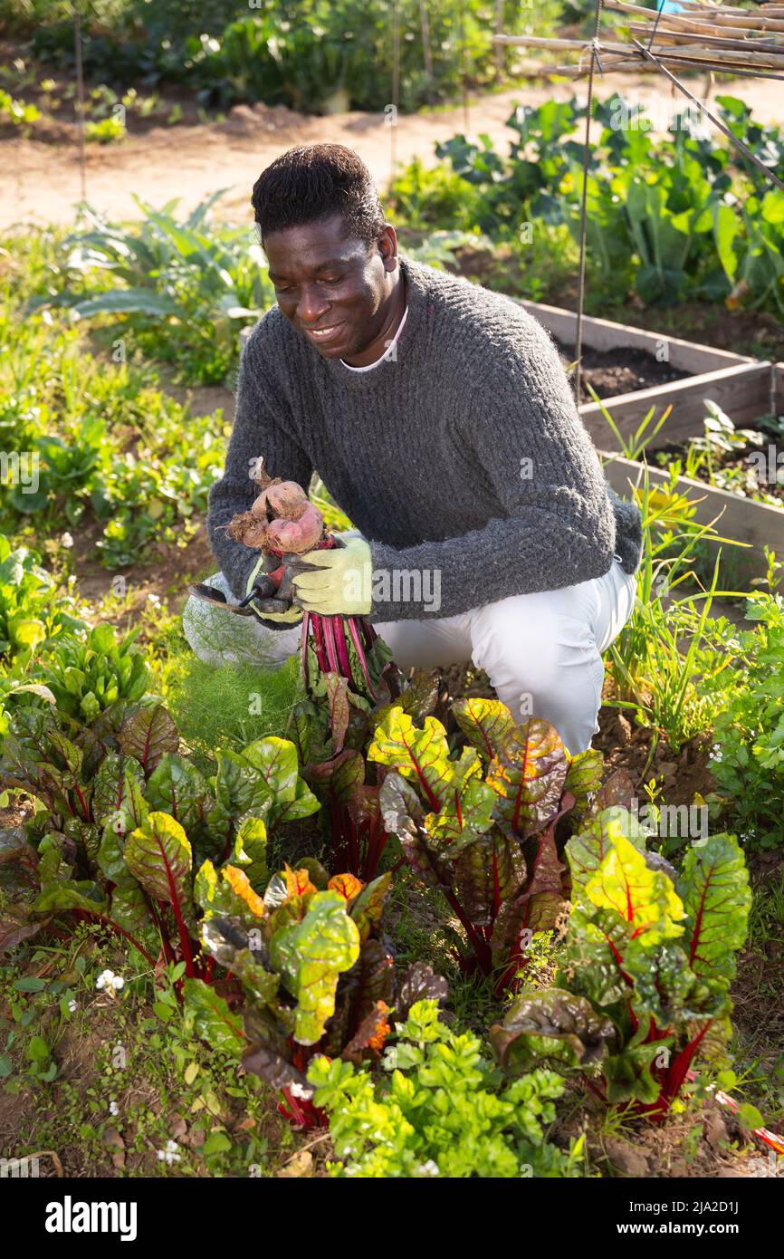 Afro american farmer man harvesting fresh beetroot Stock Photo - Alamy