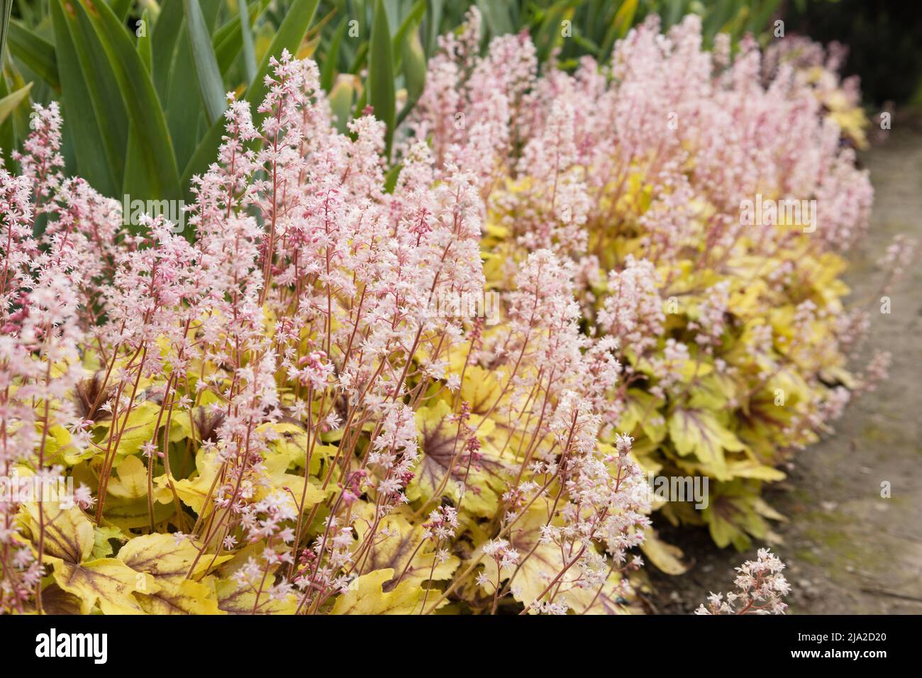 A border of Heuchera in a garden Stock Photo - Alamy