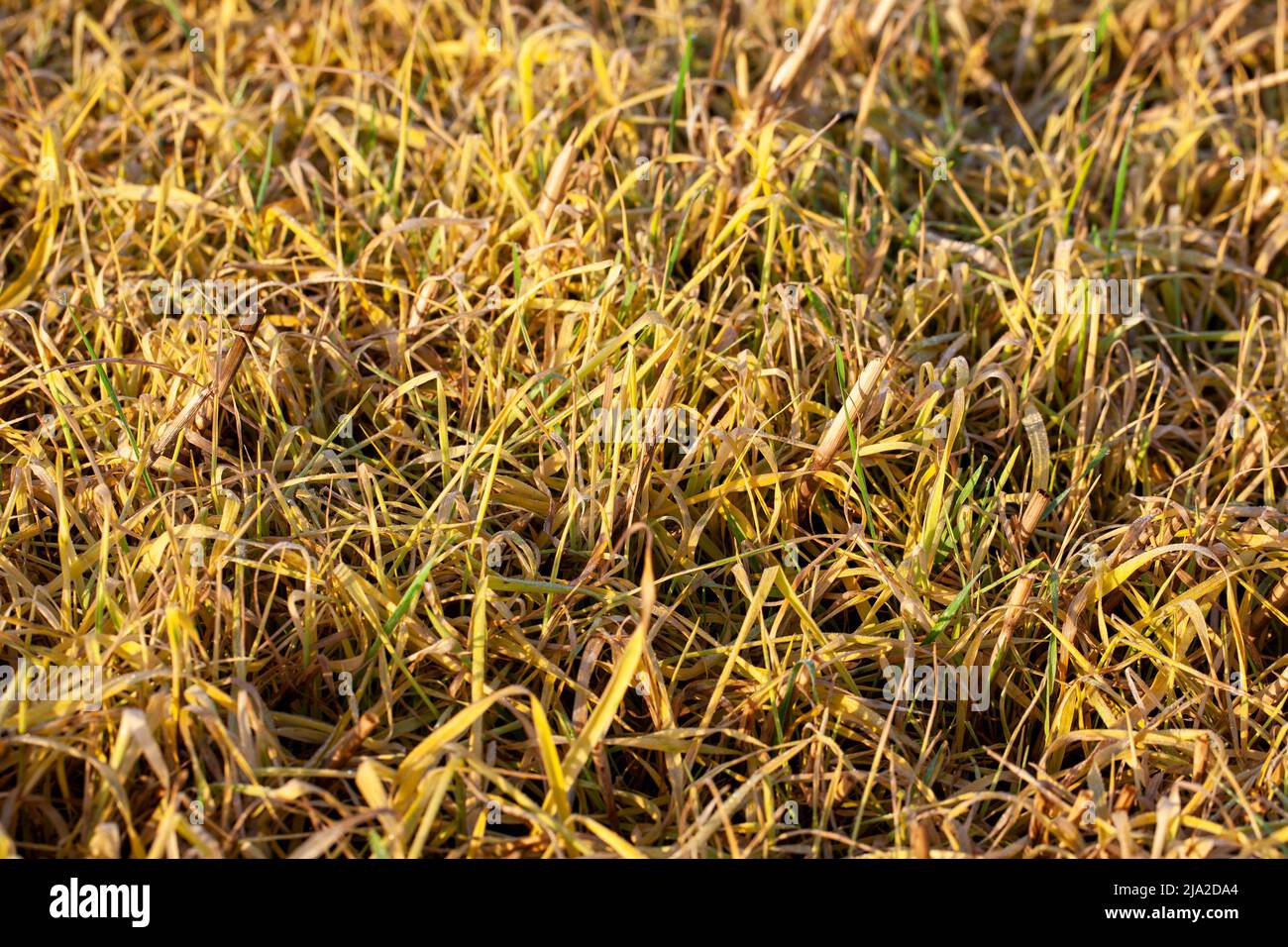 plants and grass turning yellow in the autumn season on an agricultural ...