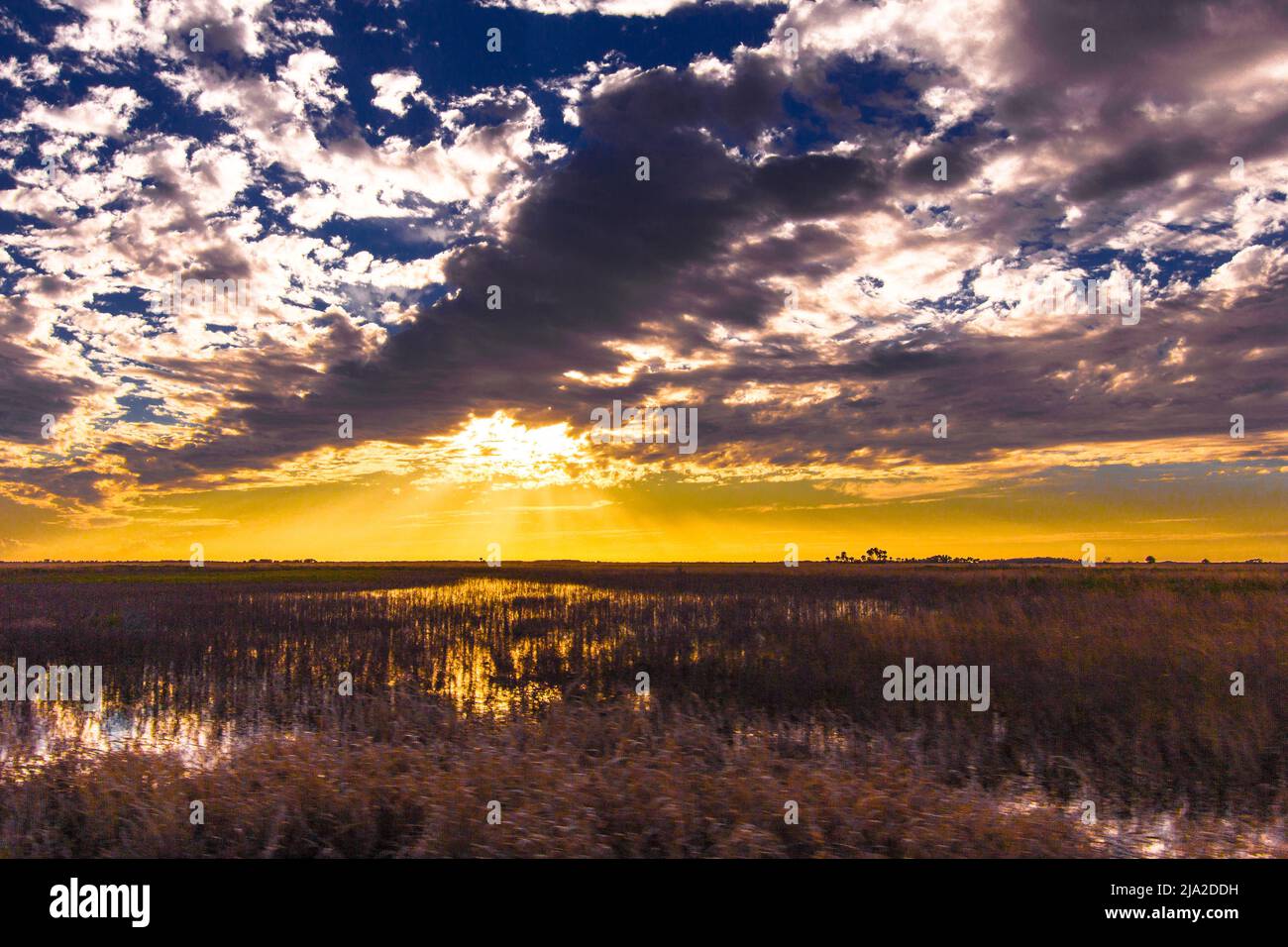 Florida scrub cattle hi-res stock photography and images - Alamy
