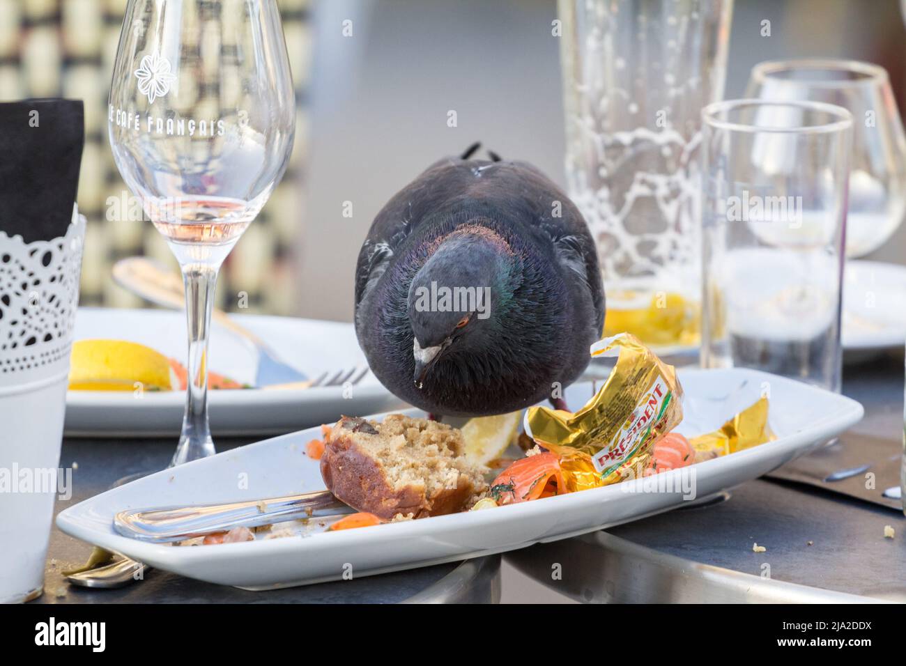 Picture of a pigeon, a rock dove, eating food in a plate on a table of ...