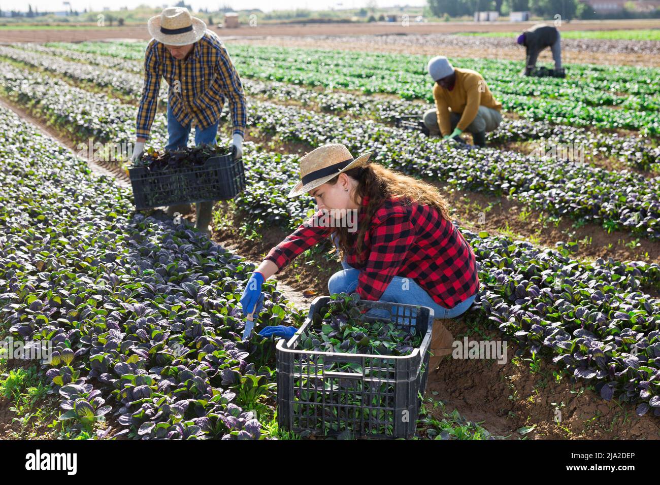 Mustard greens picking hi-res stock photography and images - Alamy