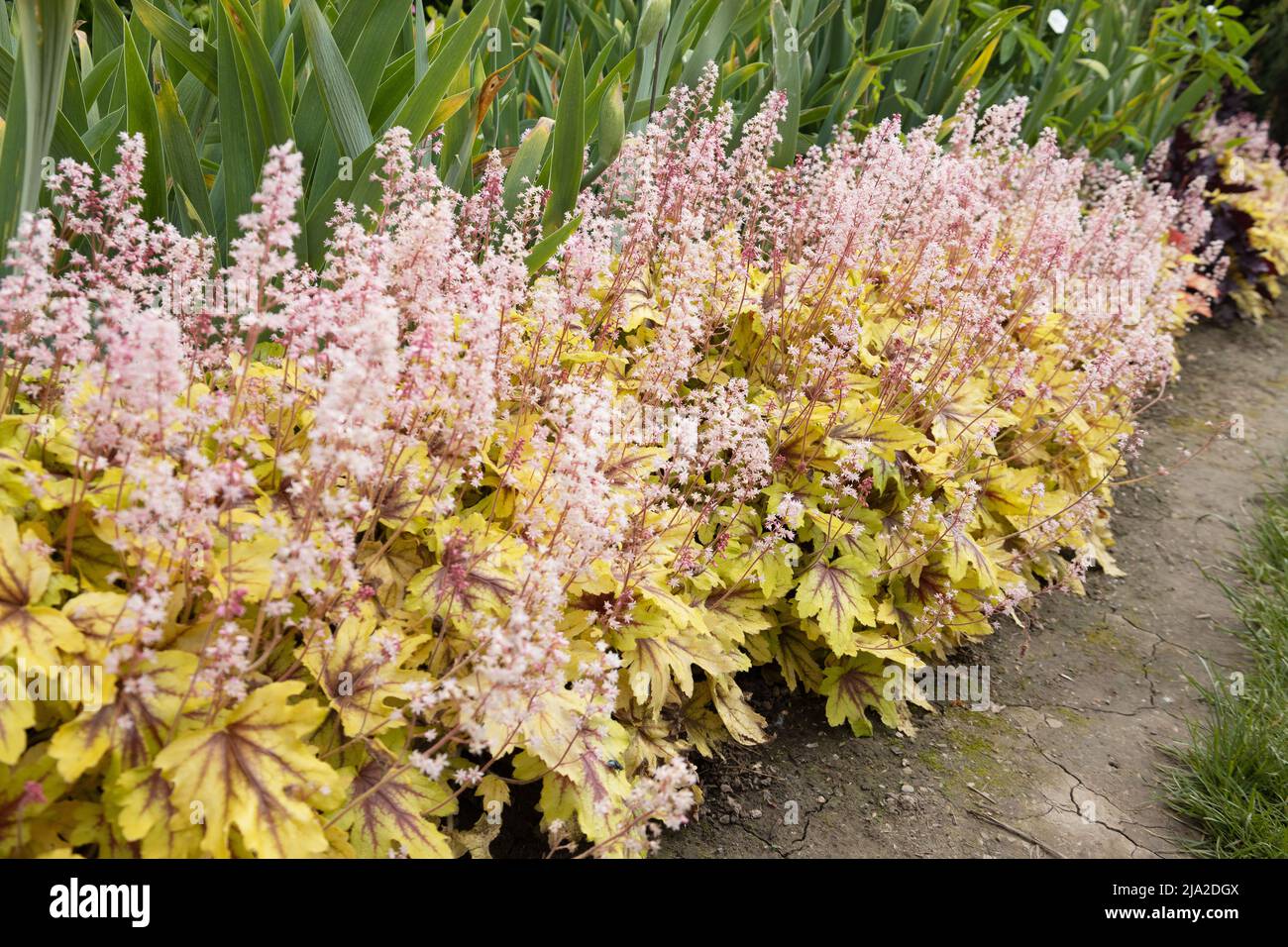 A border of Heuchera in a garden Stock Photo - Alamy