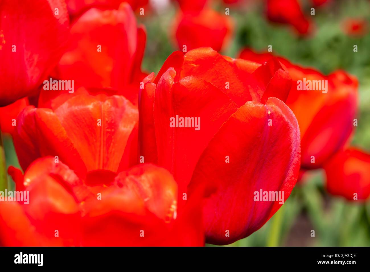 red beautiful tulips in the spring season, red wildflowers tulips ...