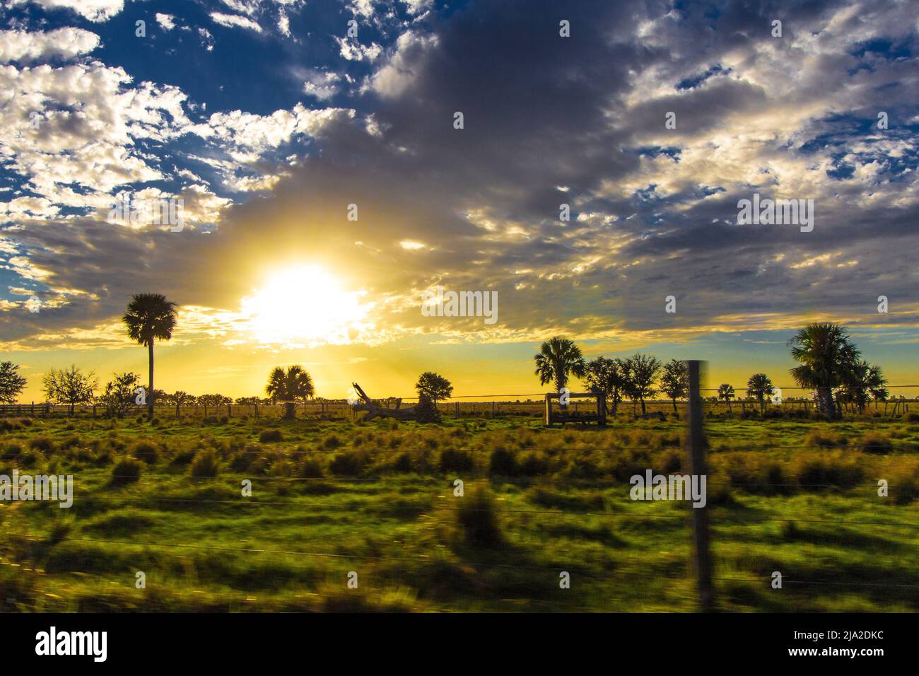 Florida ranch cattle hi-res stock photography and images - Alamy