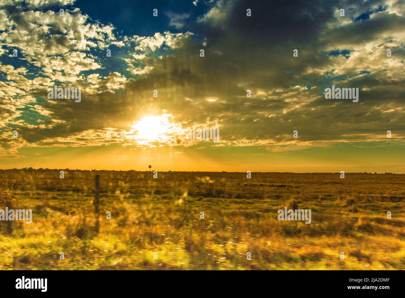 Florida scrub cattle hi-res stock photography and images - Alamy