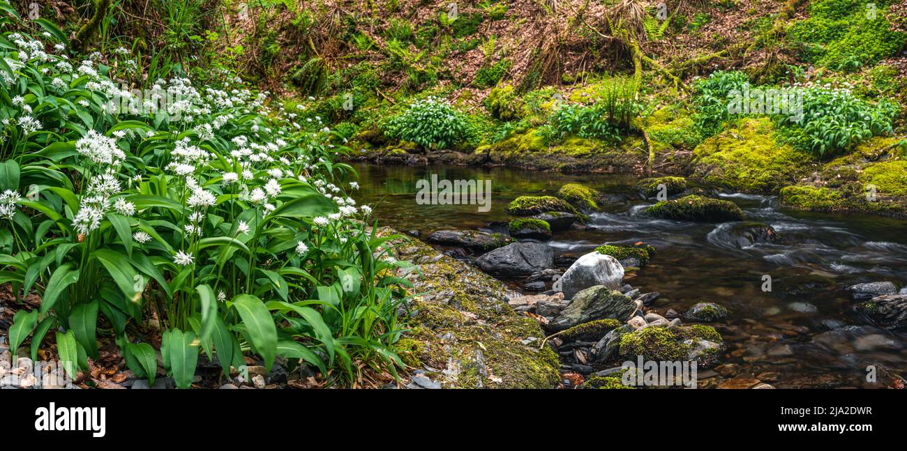 River wild garlic england hi-res stock photography and images - Alamy