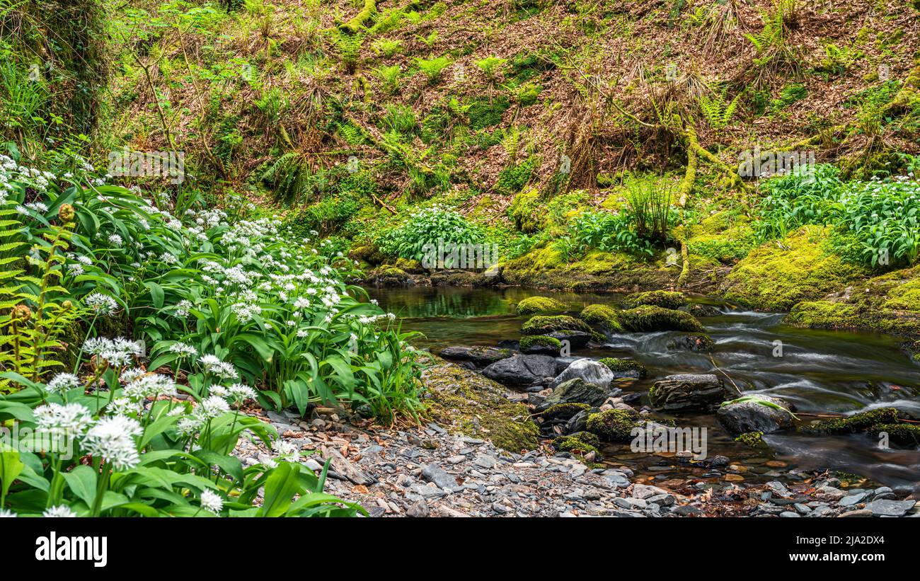 Wild Garlic, Allium ursinum over the stream Stock Photo - Alamy