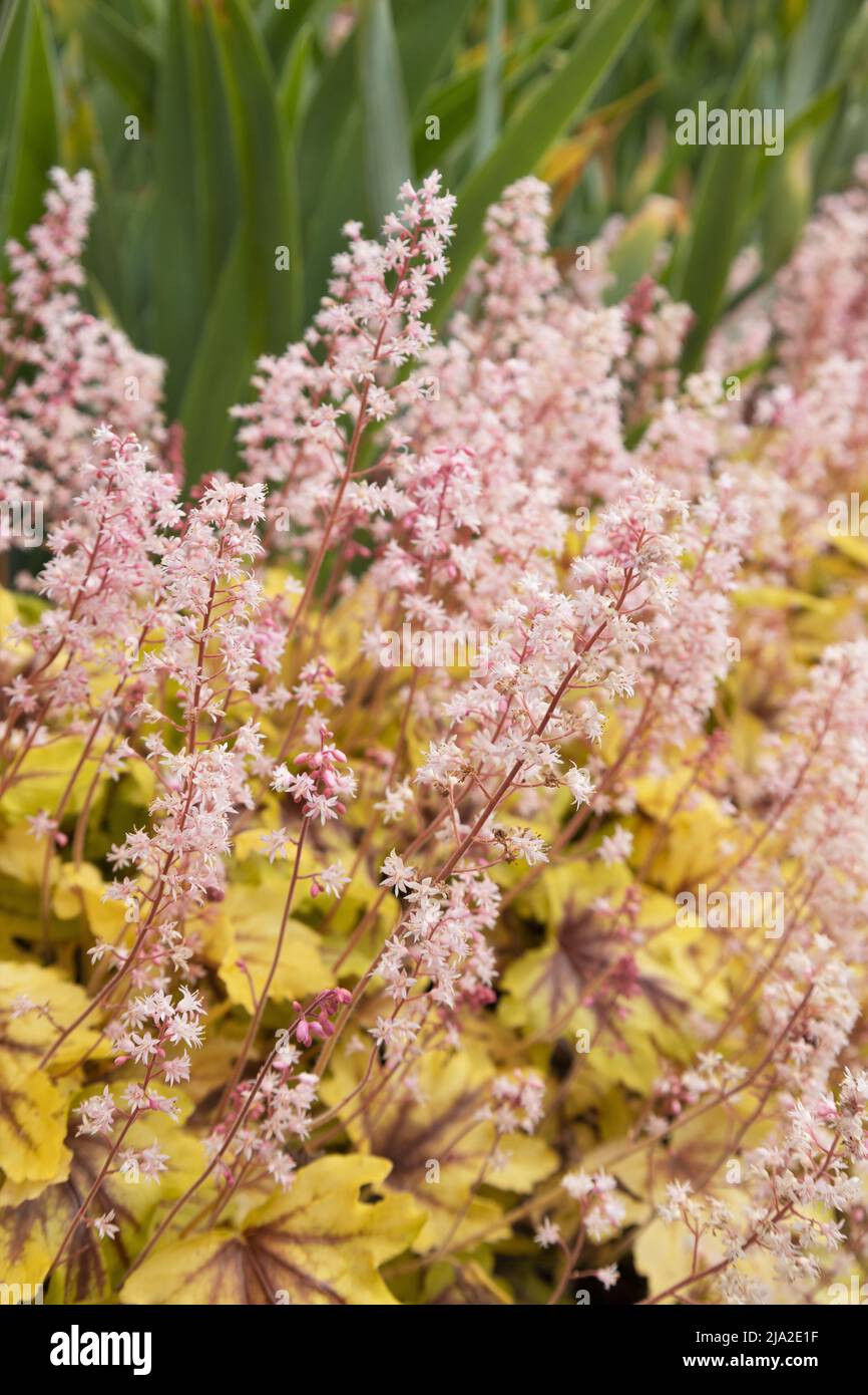 A border of Heuchera in a garden Stock Photo - Alamy