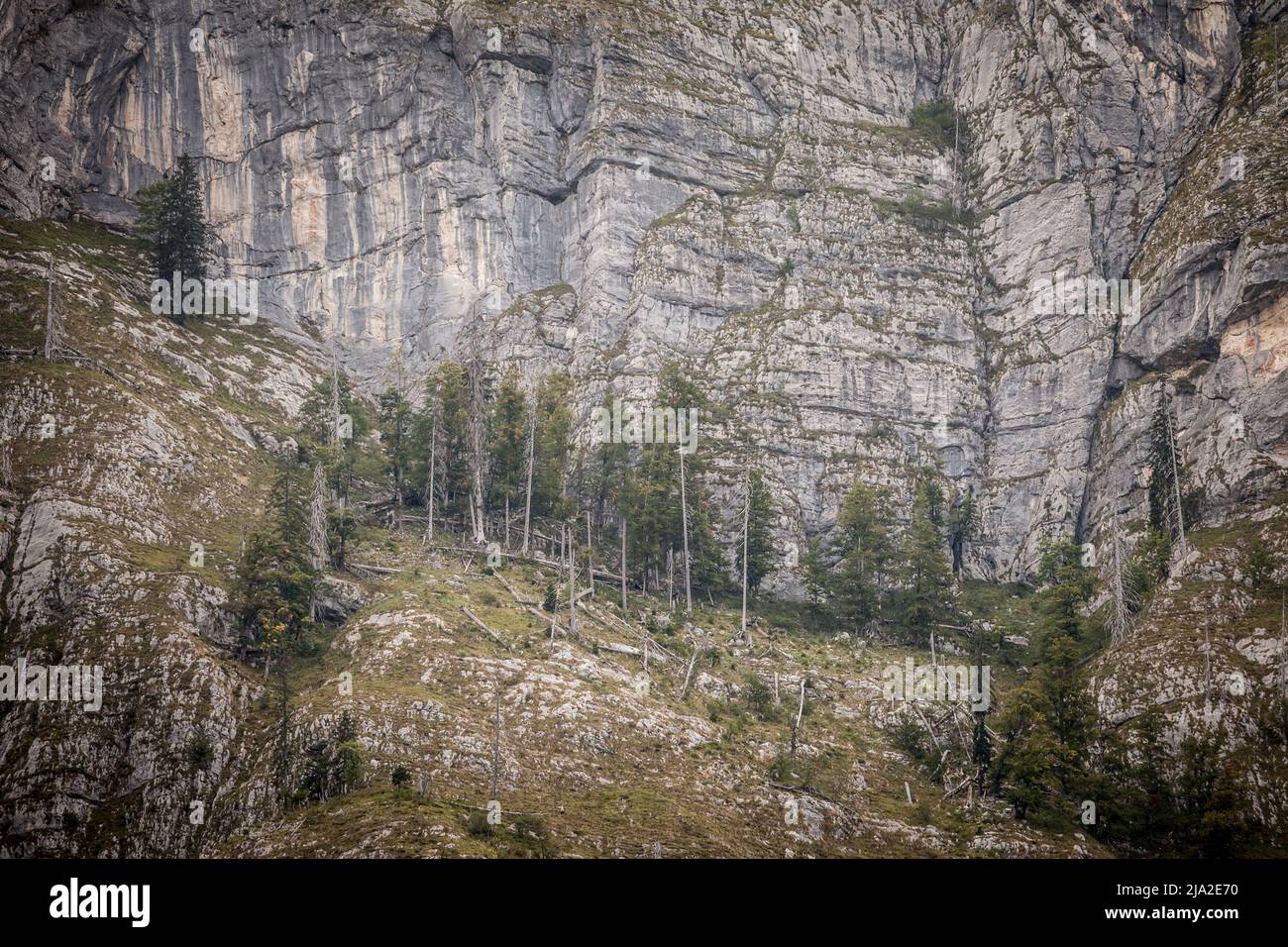 Picture of fir trees on a mountain cliff in the Julian alps, in ...