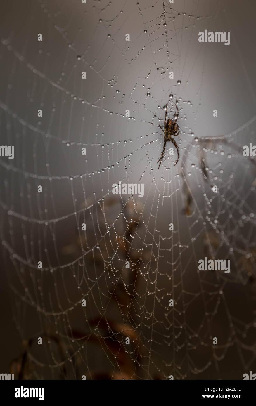 nature is alive Stock Photo - Alamy