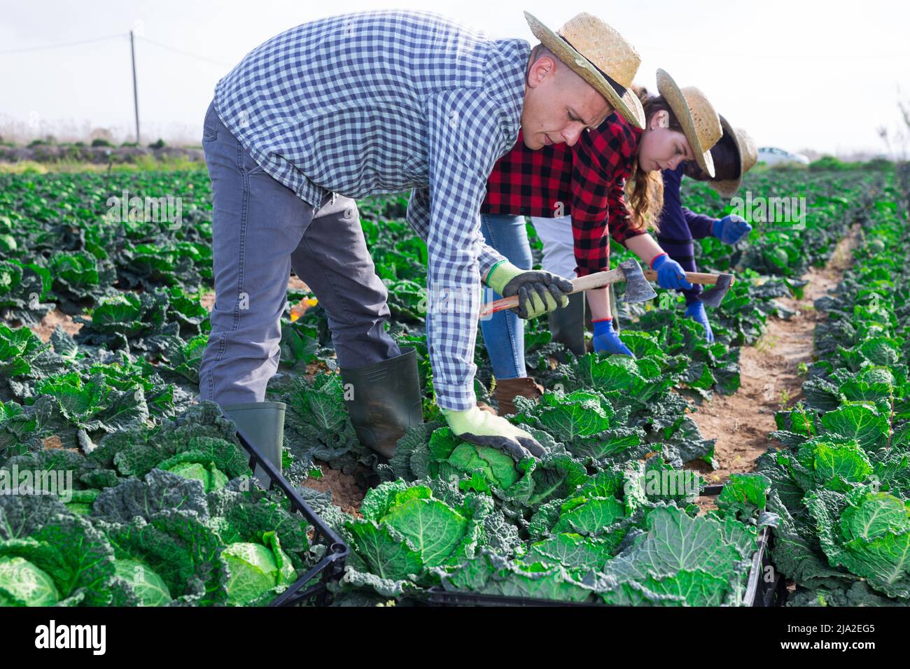 Team of farmers harvesting ripe cabbage together in field Stock Photo ...