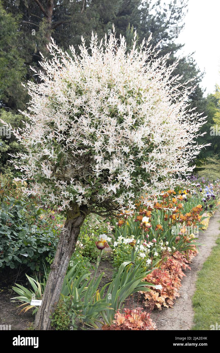 Variegated Dappled Willow Tree Salix Integra 'Hakuro, 54% OFF