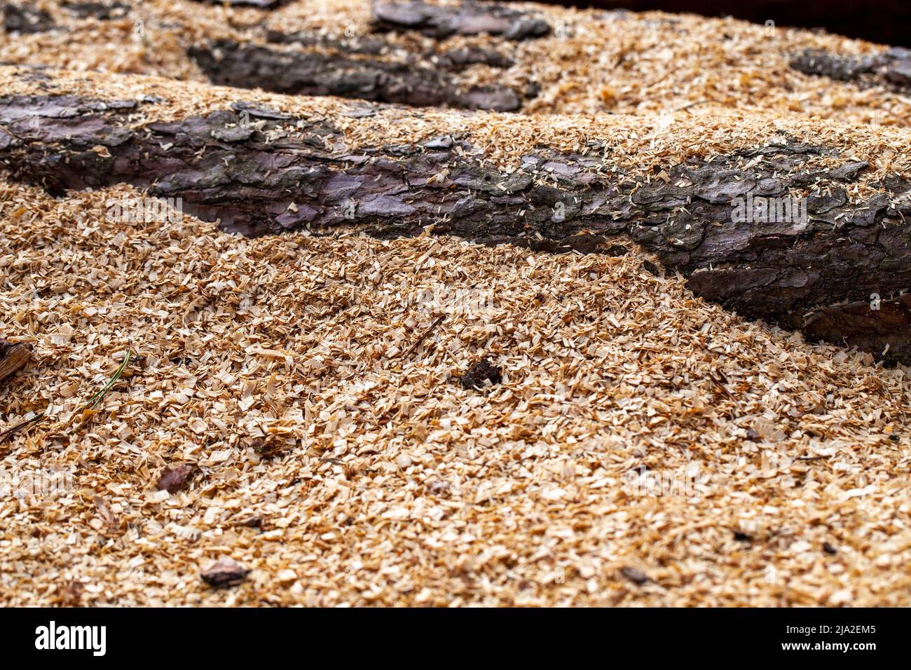 hardwood logging for industrial processing and production, tree trunks ...