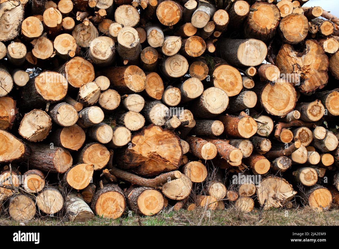 hardwood logging for industrial processing and production, tree trunks ...